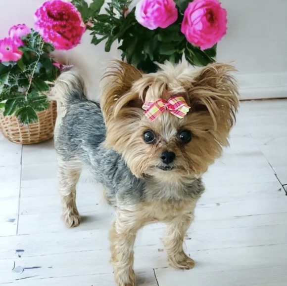 Everything Pets Posh Party on Poshmark